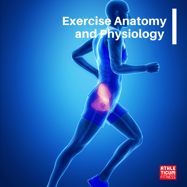 Exercise Anatomy and Physiology Module – Athleticum Fitness